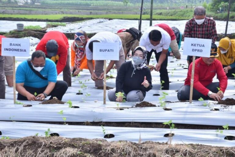 Gerakan Tanam Cabai di Sukoharjo, Ternyata Tujuannya untuk ...