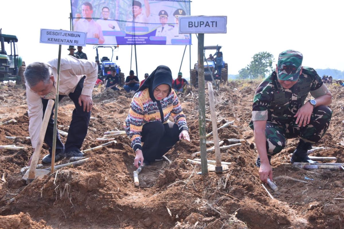 Sukoharjo Terima Alokasi Bantuan Bongkar Ratoon Tebu 166 Ha, Bupati ...
